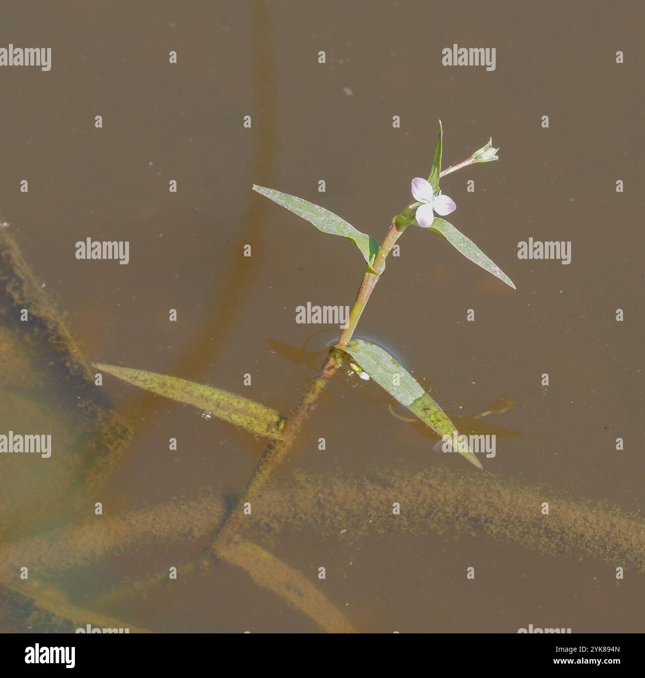 marsh dewflower (Murdannia keisak Stock Photo - Alamy