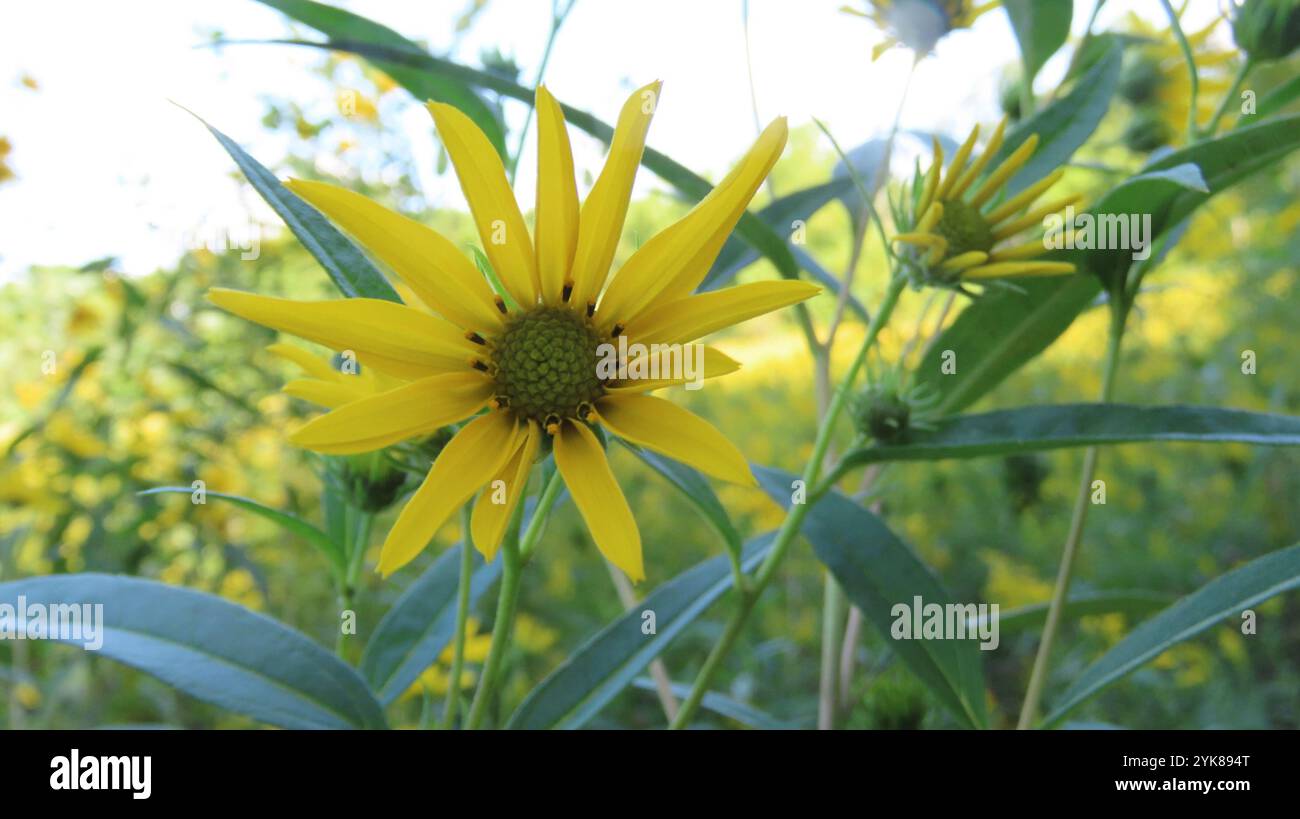 sawtooth sunflower (Helianthus grosseserratus Stock Photo - Alamy