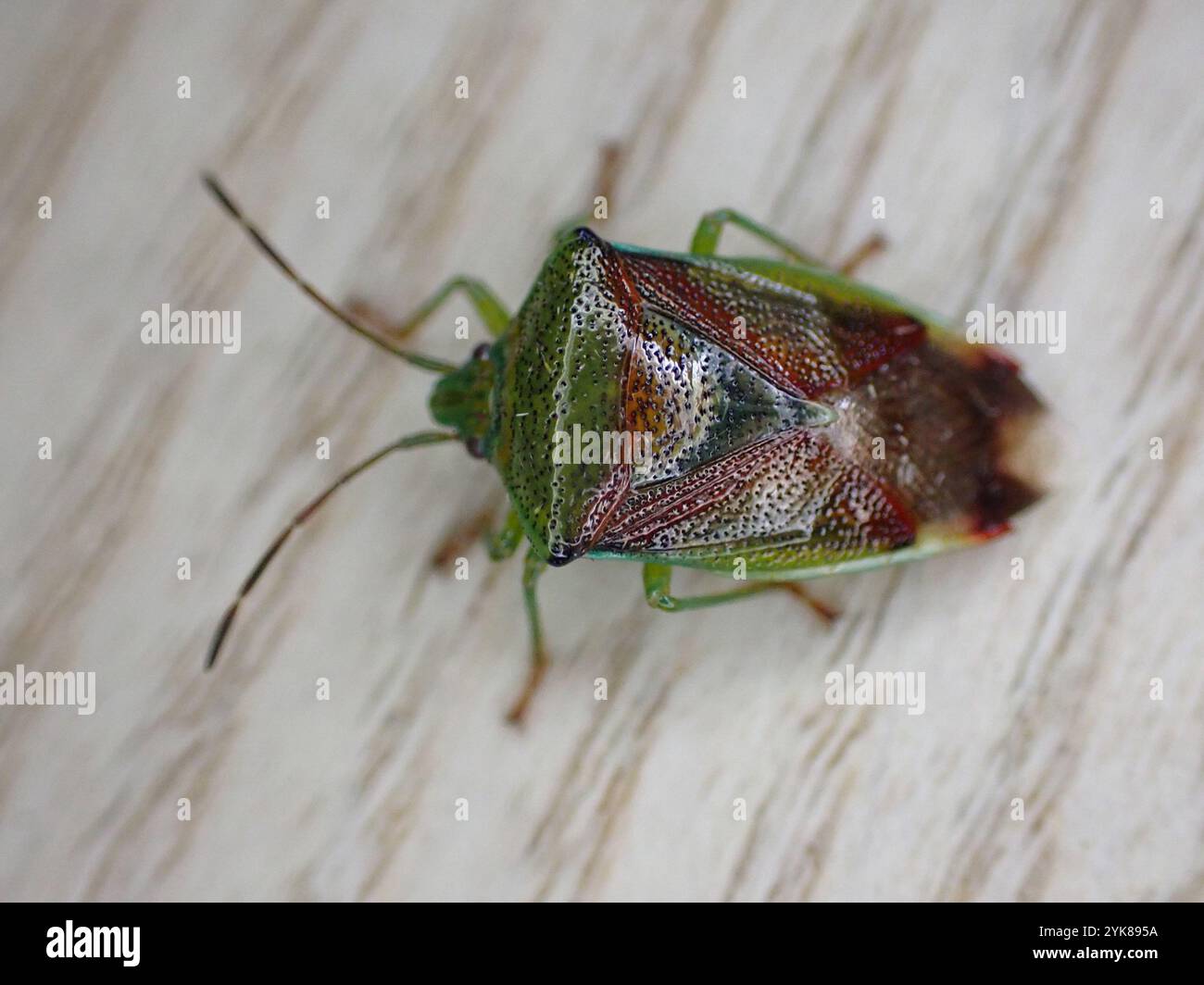 Birch Shield Bug (Elasmostethus interstinctus Stock Photo - Alamy