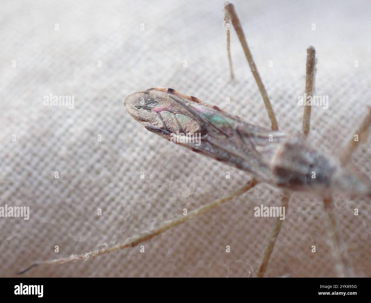 Four-spurred Assassin Bug (Zelus tetracanthus Stock Photo - Alamy