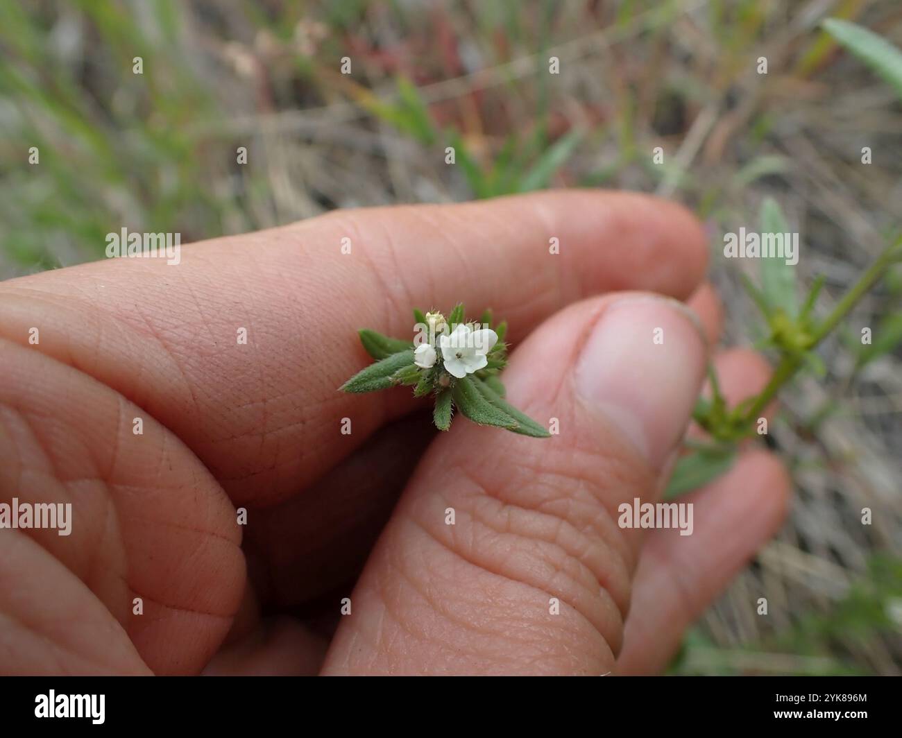 corn gromwell (Buglossoides arvensis Stock Photo - Alamy