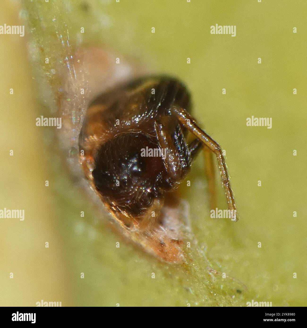 Beetle crab spiders (Mystaria Stock Photo - Alamy