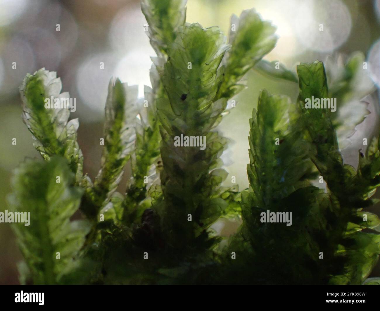 Neckera pennata hi-res stock photography and images - Alamy