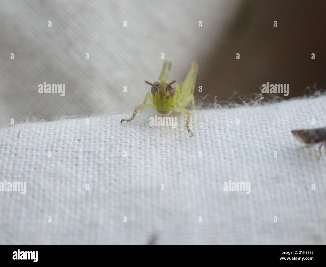 Spur-throated Grasshoppers (Melanoplinae Stock Photo - Alamy