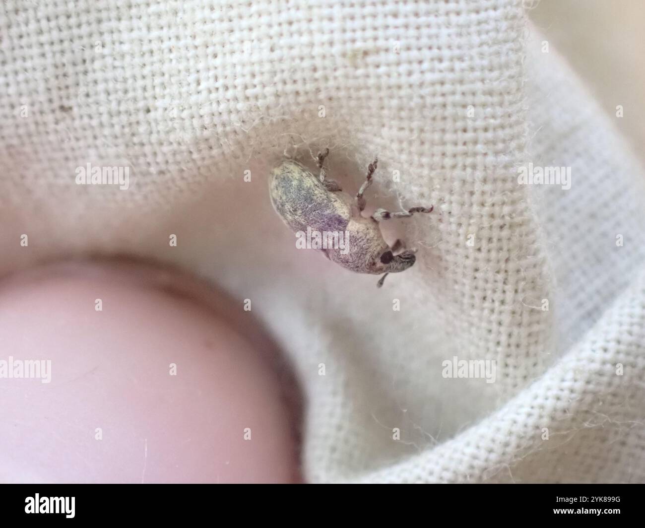 Lesser knapweed flower weevil hi-res stock photography and images - Alamy
