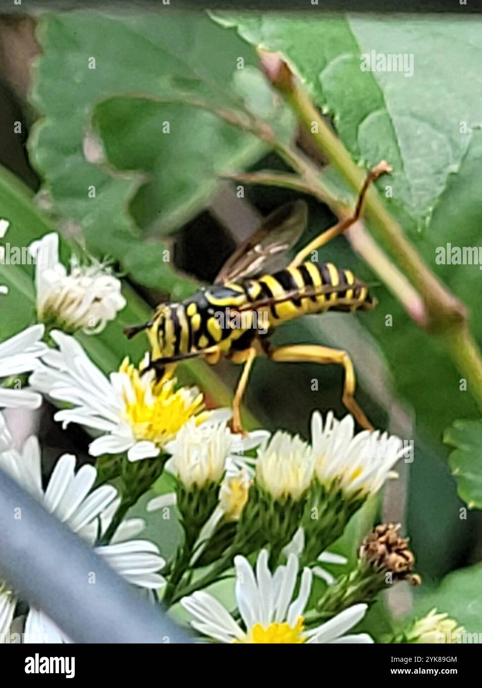 Eastern Hornet Fly (Spilomyia longicornis Stock Photo - Alamy