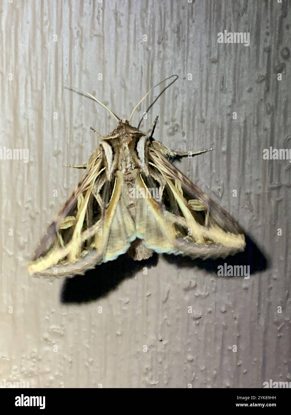 Girdler Moth (Dargida procinctus Stock Photo - Alamy