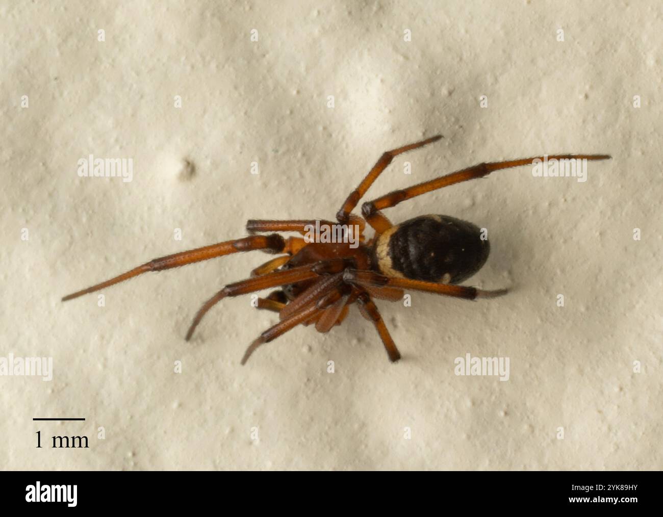 Comb-footed Spiders (Theridiidae Stock Photo - Alamy