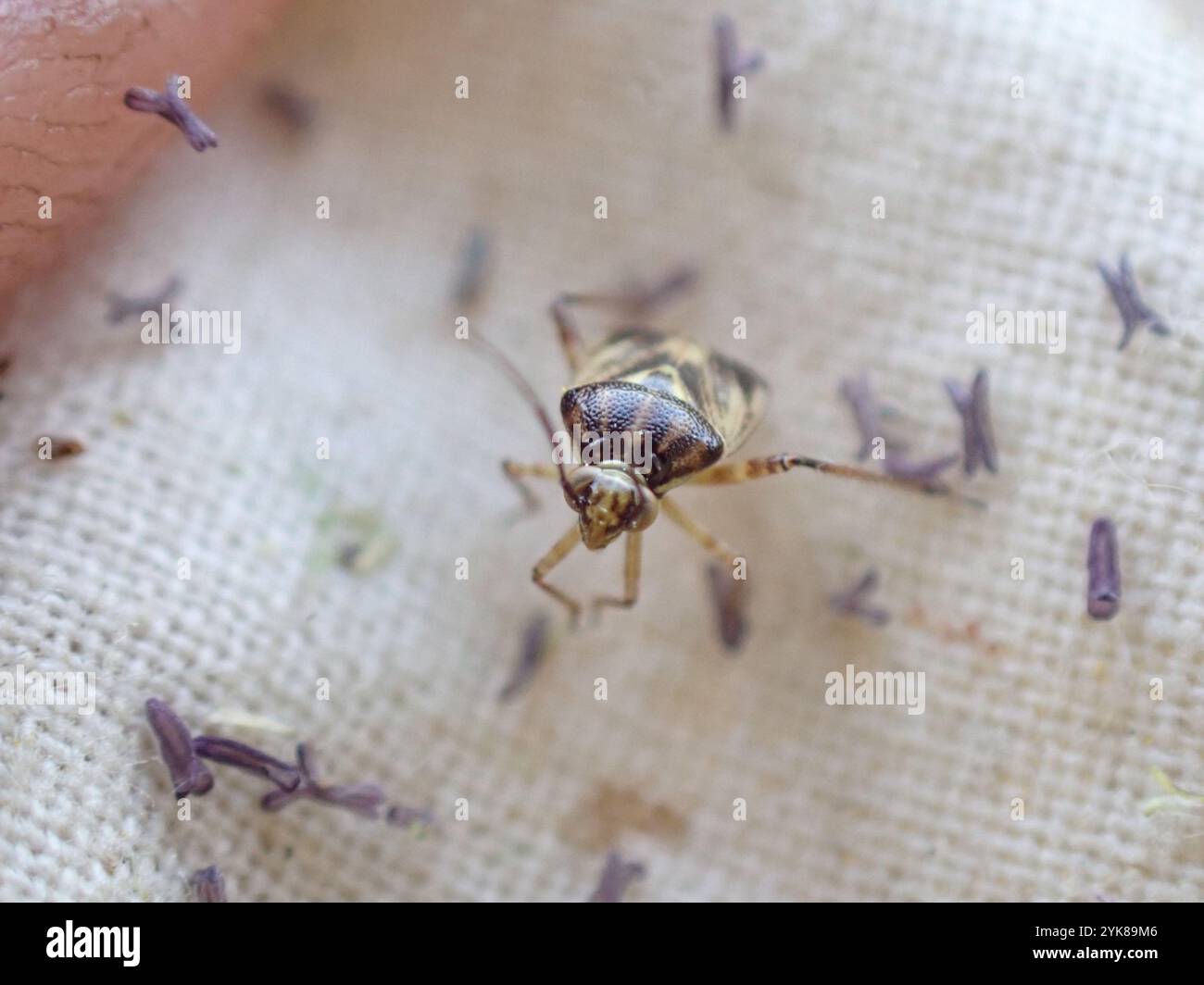 Lygus Bugs (Lygus Stock Photo - Alamy