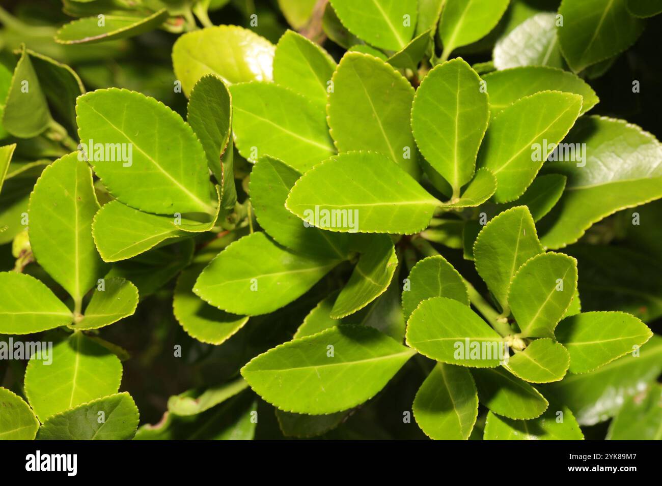 Japanese spindle tree (Euonymus japonicus Stock Photo - Alamy