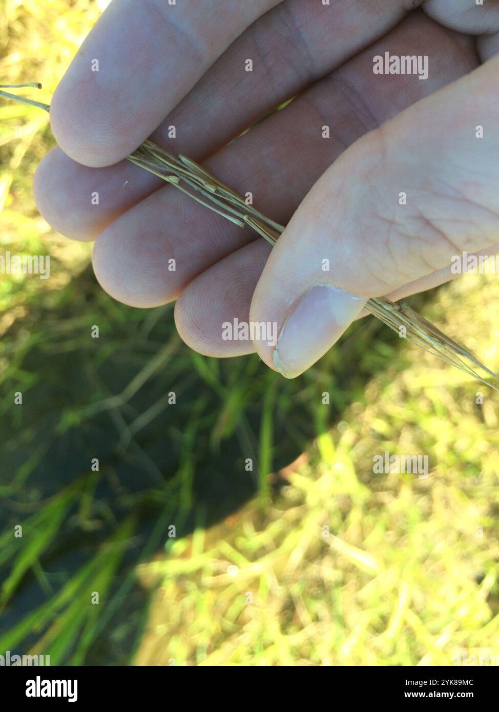 northern wild rice (Zizania palustris Stock Photo - Alamy