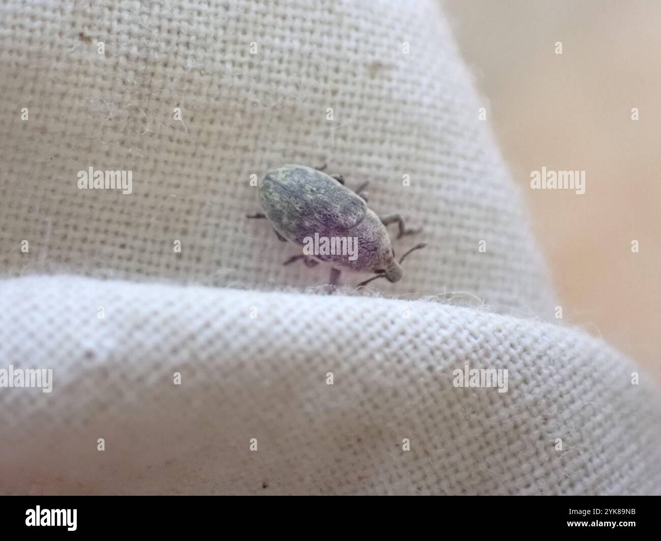 Lesser Knapweed Flower Weevil (Larinus minutus Stock Photo - Alamy