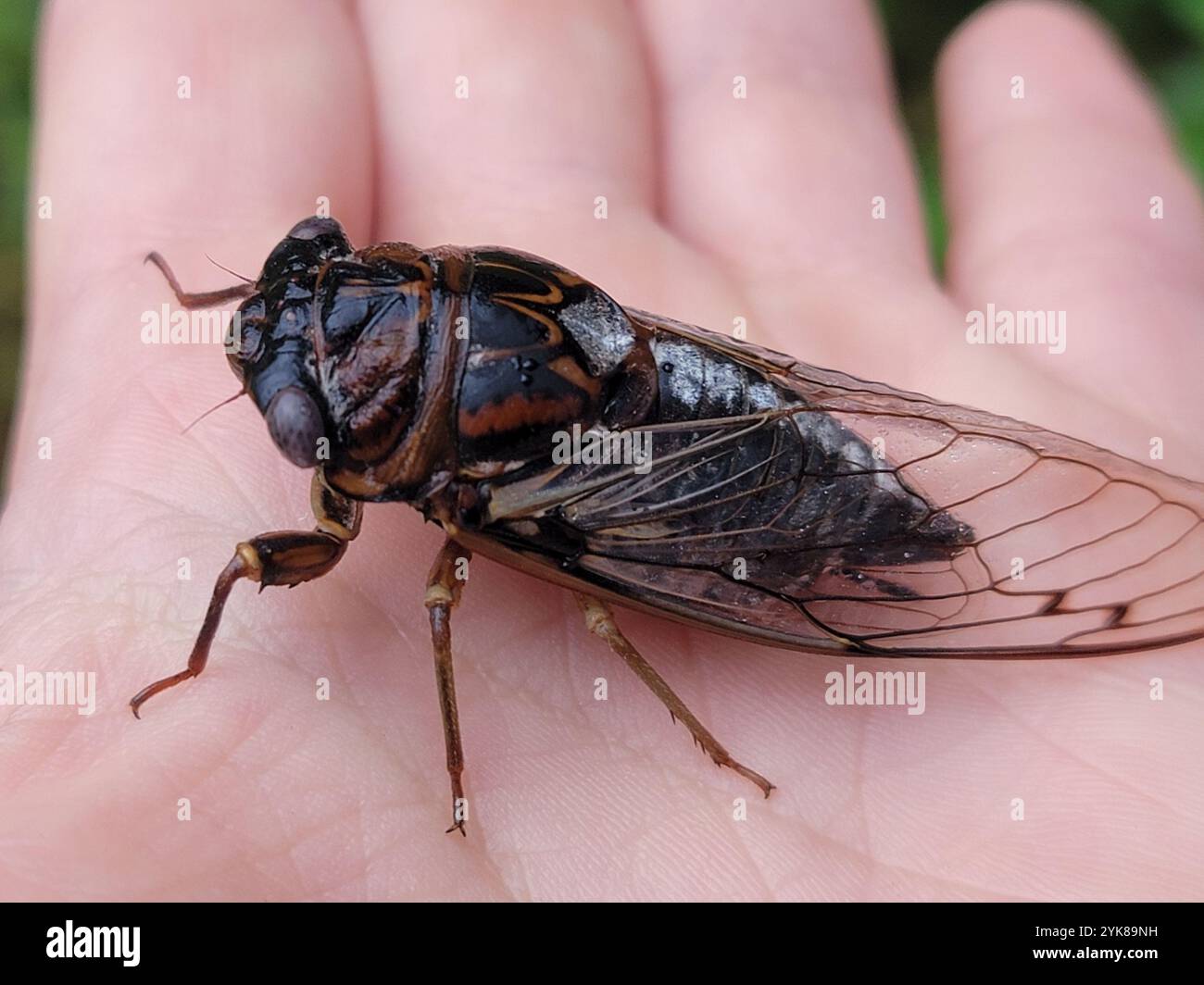 Fall Southeastern Dusk-singing Cicada (Megatibicen figuratus Stock ...