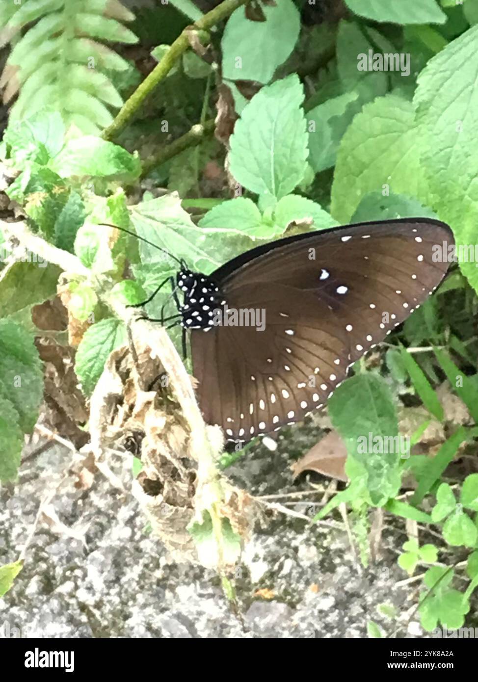 Blue spotted crow hi-res stock photography and images - Alamy