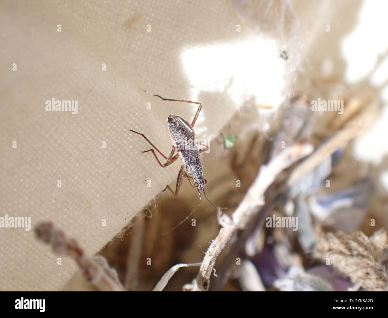 True Bugs (Heteroptera Stock Photo - Alamy