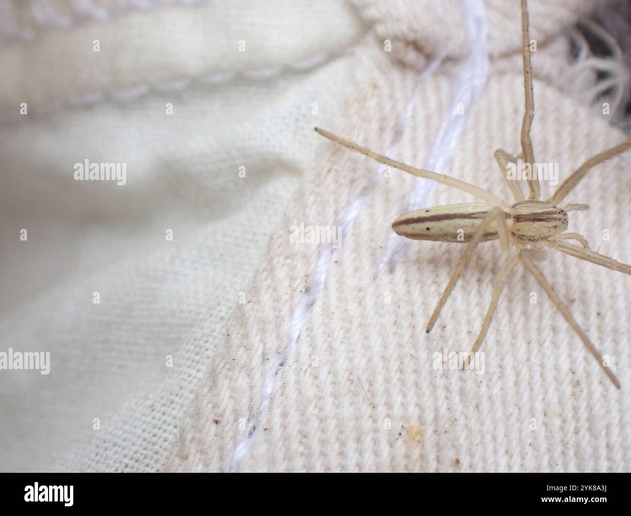 Slender Crab Spiders (Tibellus Stock Photo - Alamy