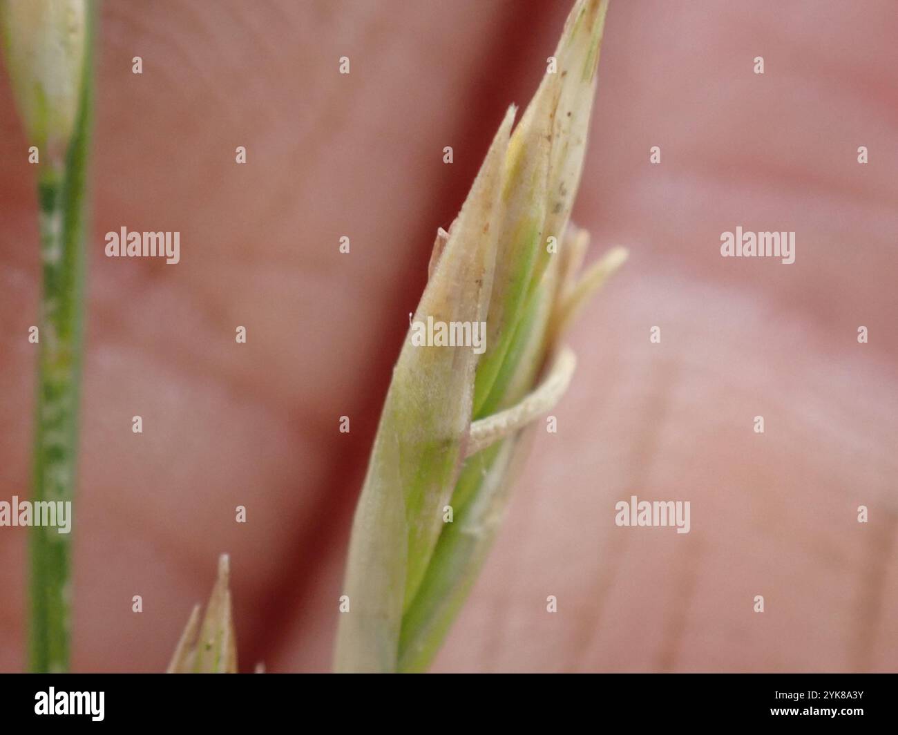 Big Rough Fescue (Festuca campestris Stock Photo - Alamy