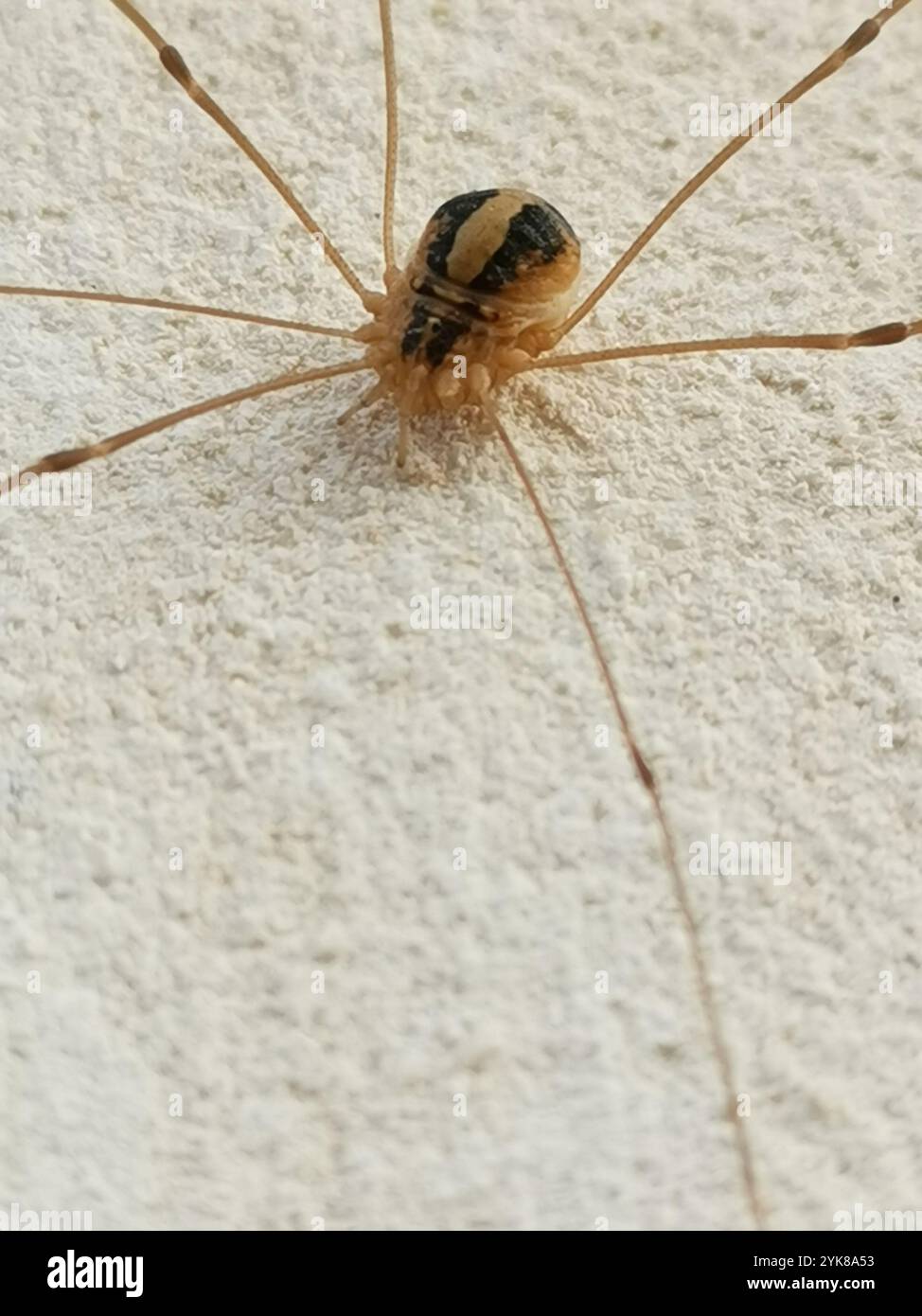 Cosmobunus granarius hi-res stock photography and images - Alamy