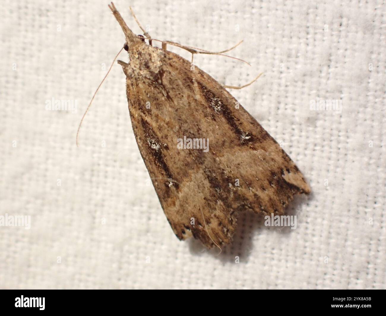 California Cloverworm Moth (Hypena californica Stock Photo - Alamy