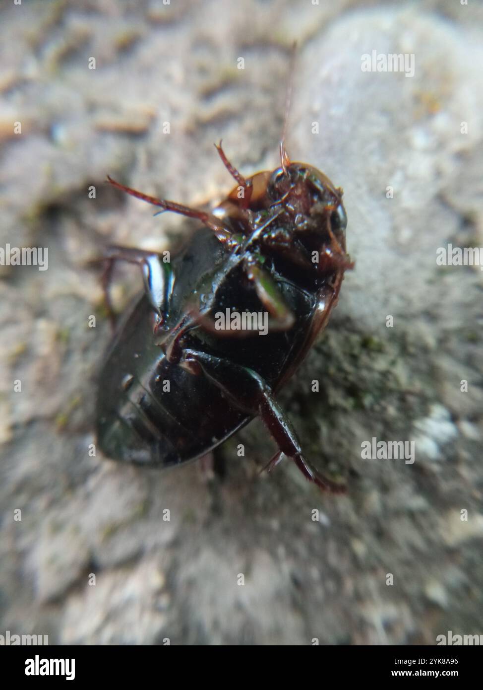 Hydaticus seminiger hi-res stock photography and images - Alamy