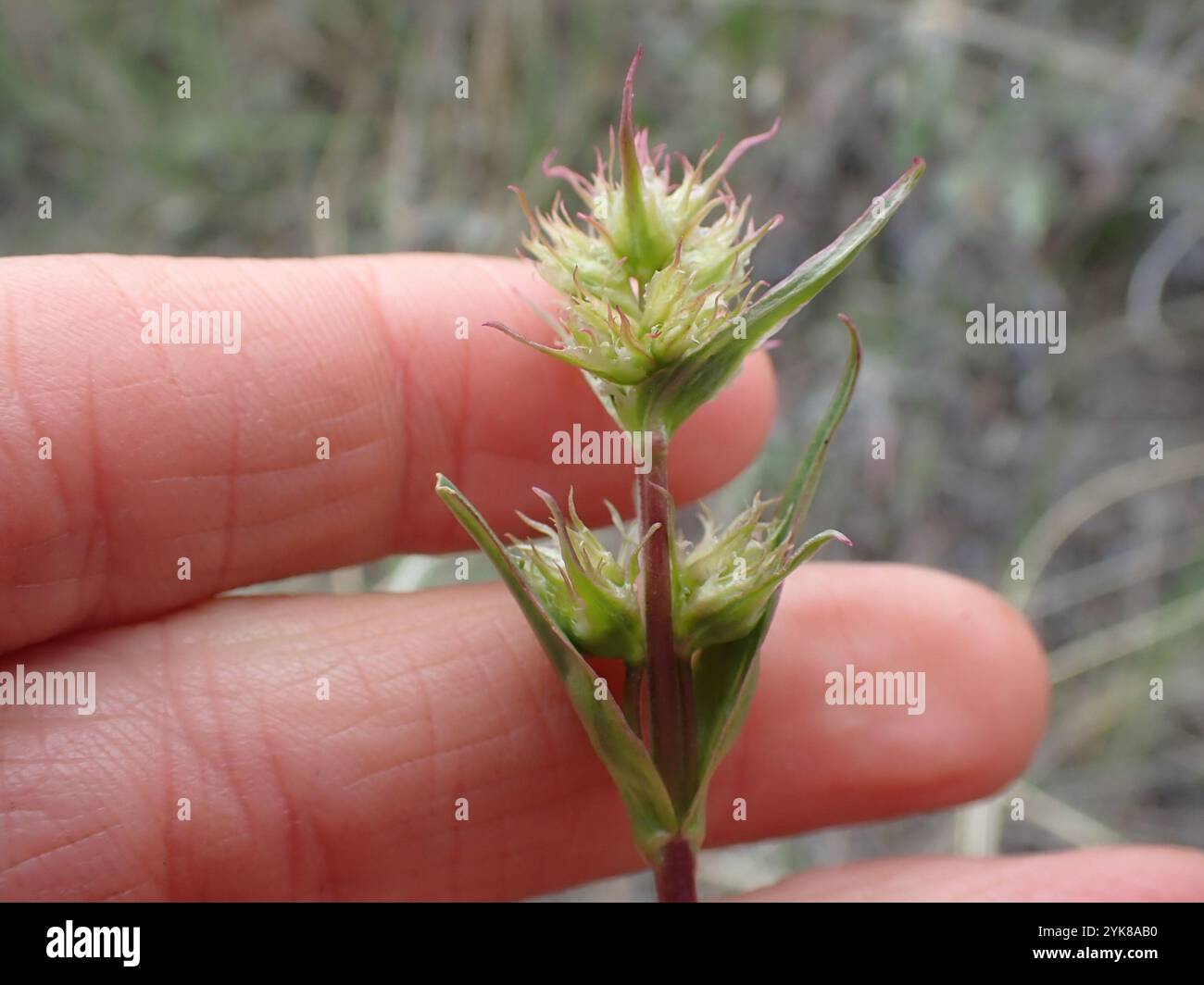 Yellow Beardtongue (Penstemon confertus Stock Photo - Alamy
