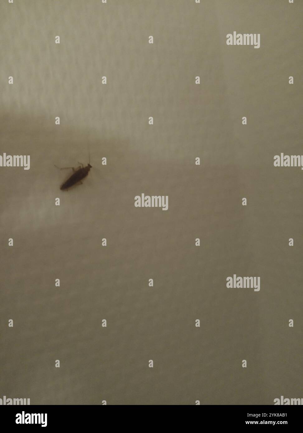 Amber Wood Cockroach (Ectobius vittiventris Stock Photo - Alamy