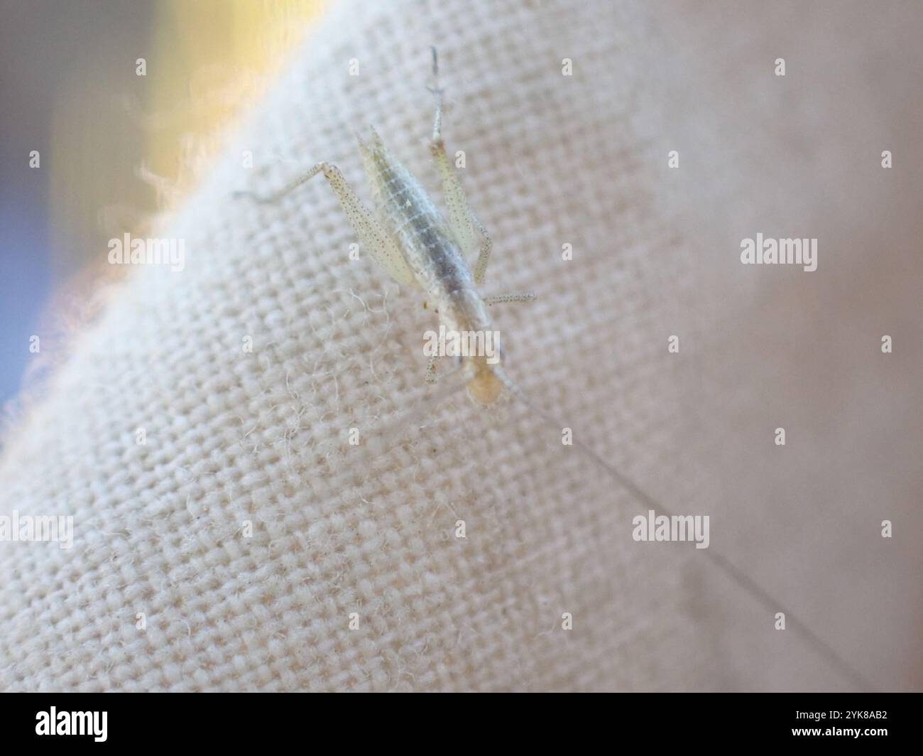 Salvii hi-res stock photography and images - Alamy