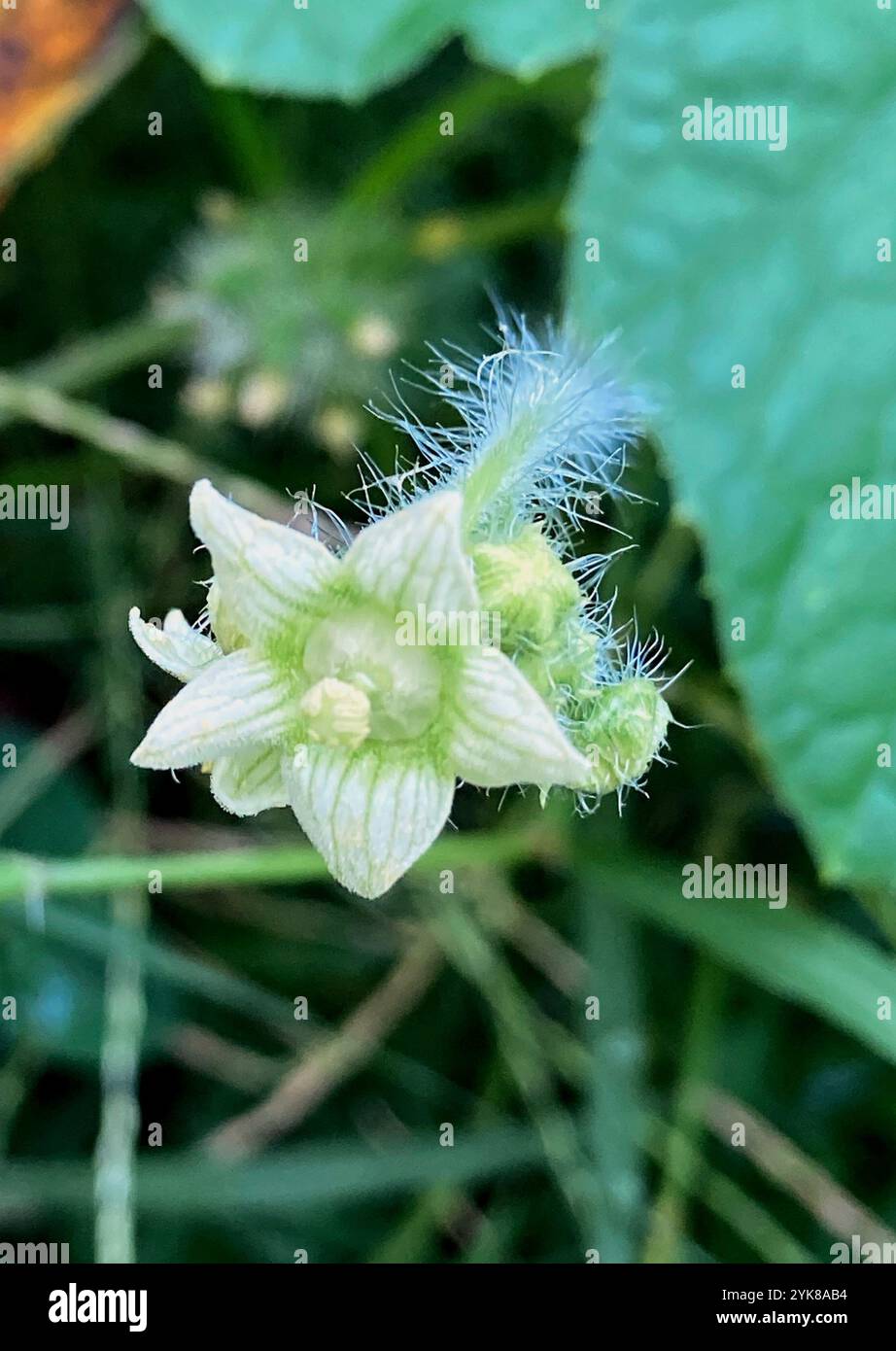 Sicyos angulatus hi-res stock photography and images - Alamy