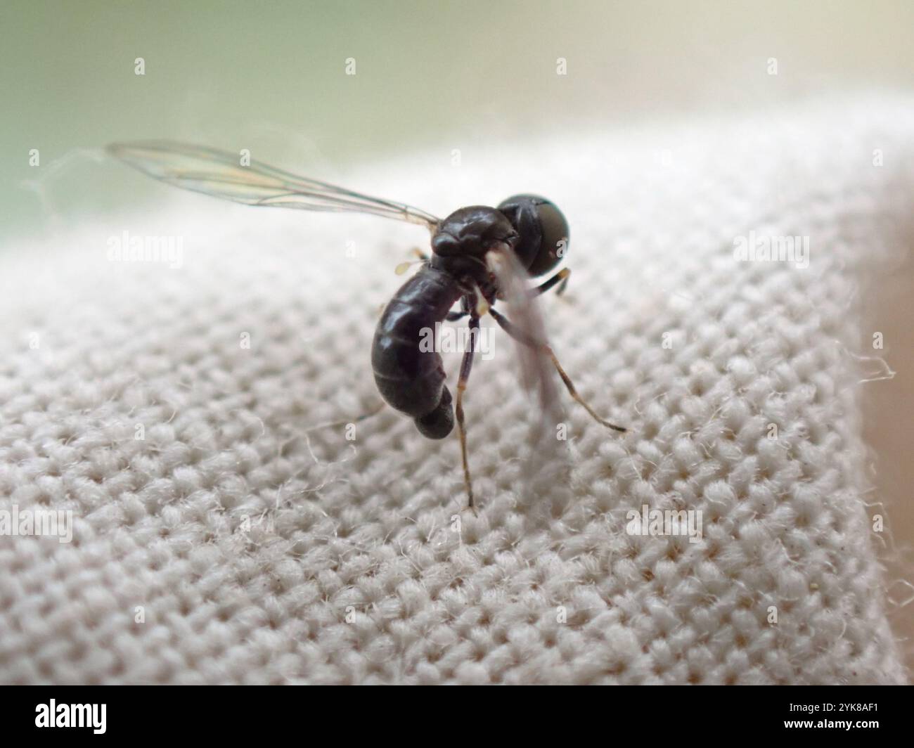 Pipunculidae hi-res stock photography and images - Alamy