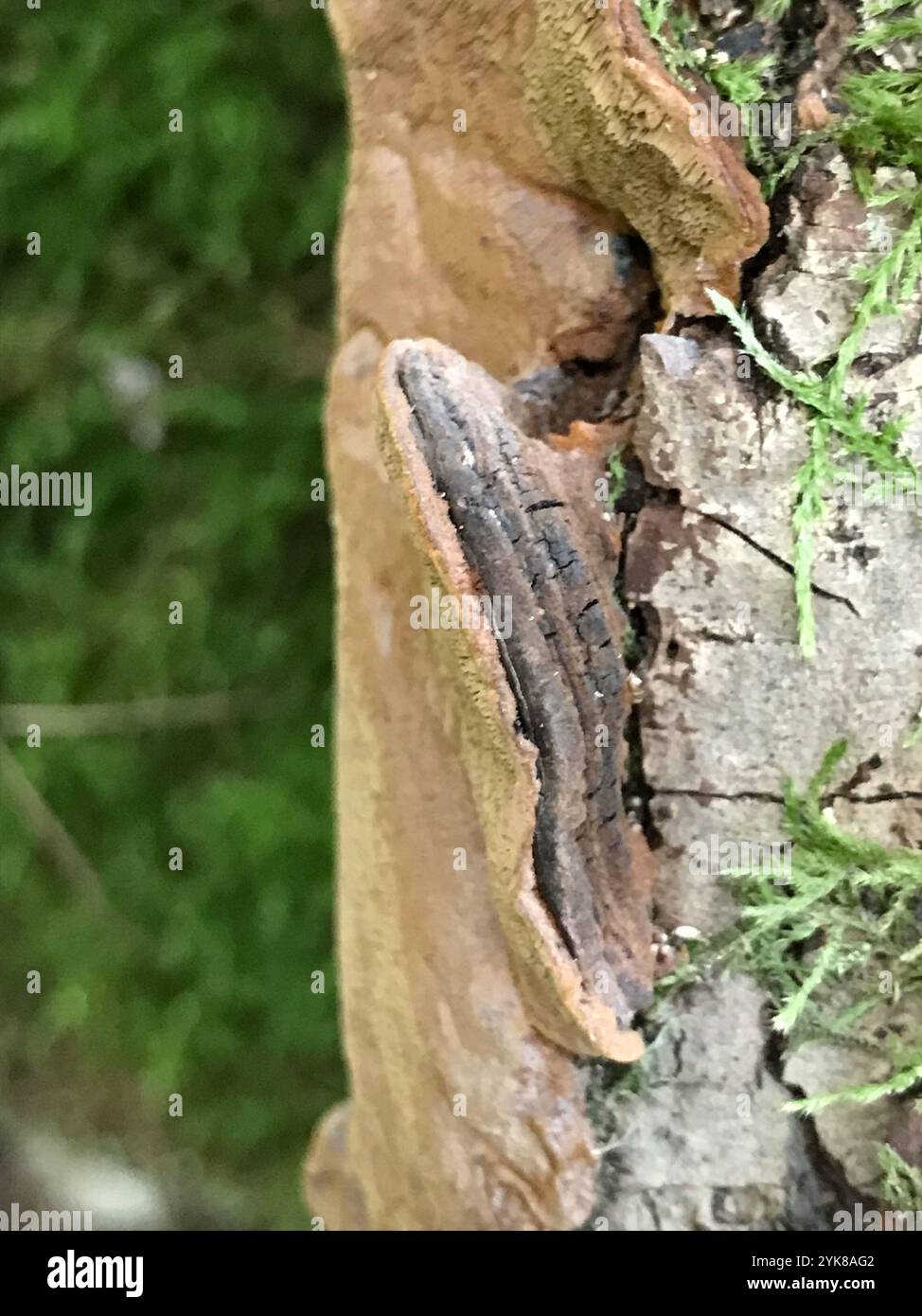 Willow Bracket (Phellinus igniarius Stock Photo - Alamy