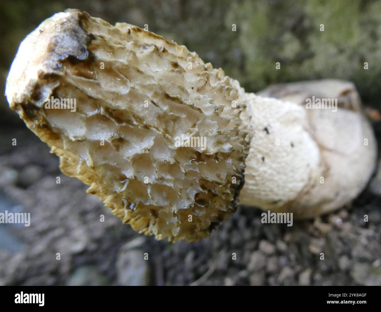 Skirted Stinkhorn (Phallus duplicatus Stock Photo - Alamy