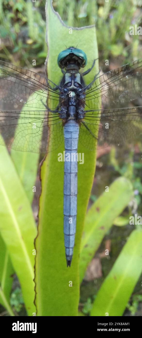 Slender Blue Skimmer (Orthetrum luzonicum Stock Photo - Alamy