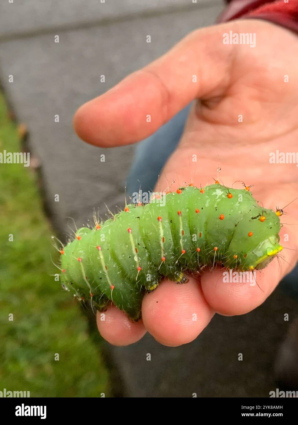 Polyphemus Moth (Antheraea polyphemus Stock Photo - Alamy