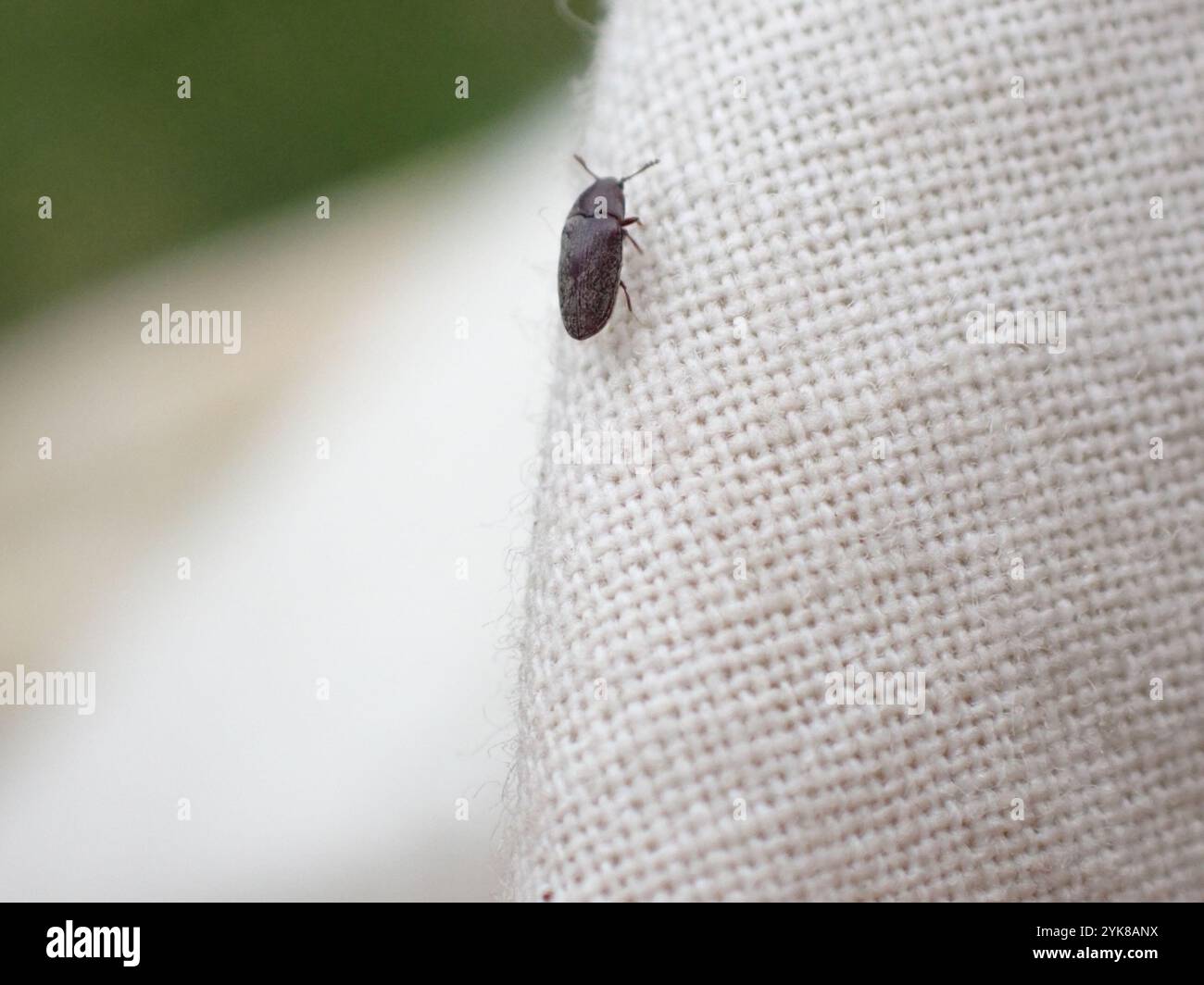 False click beetles hi-res stock photography and images - Alamy