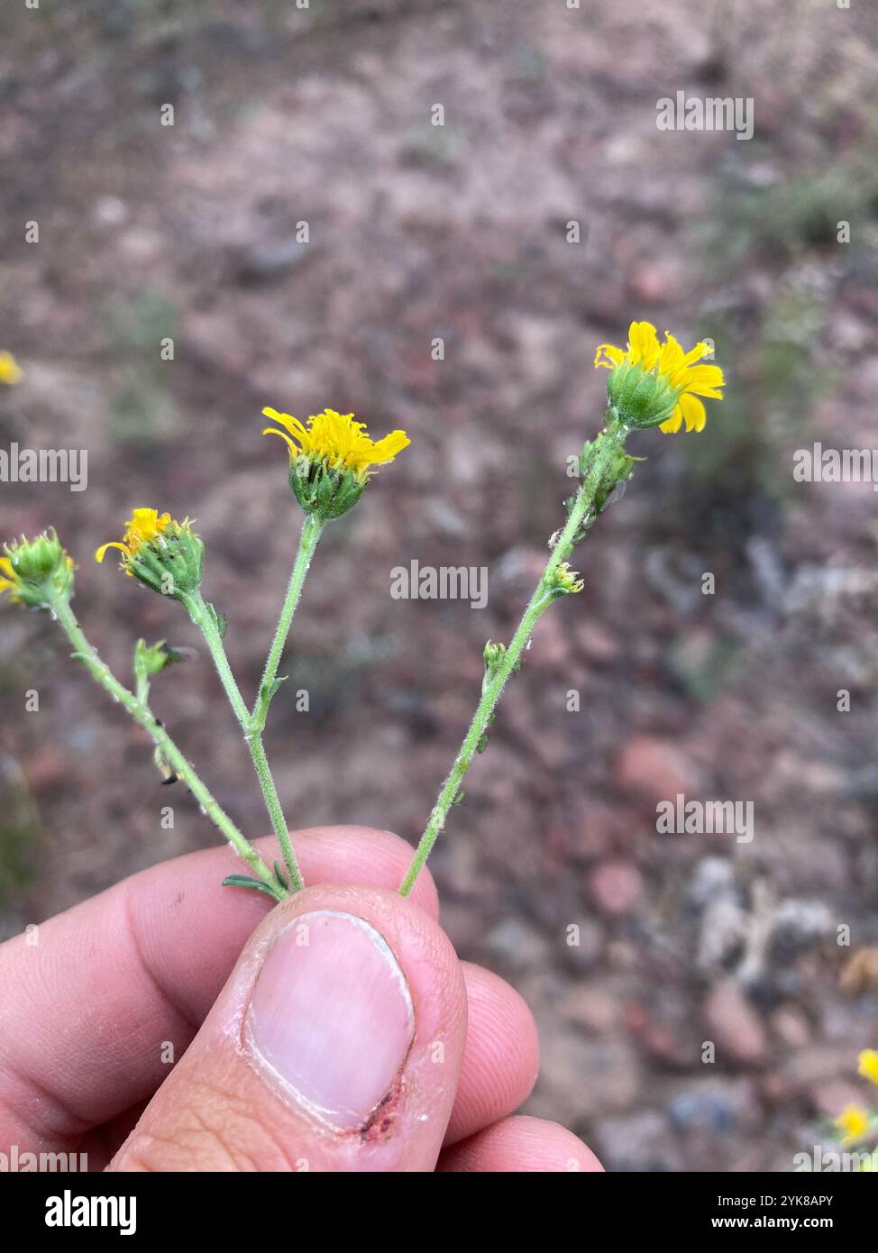 Hymenothrix dissecta hi-res stock photography and images - Alamy