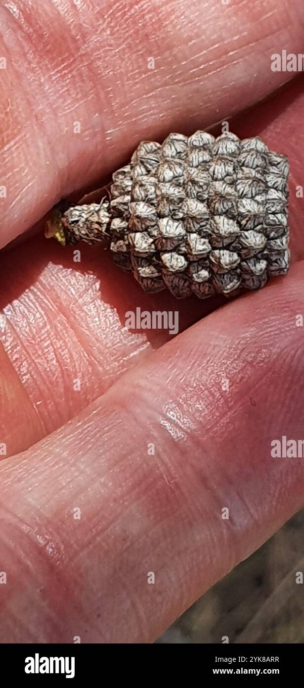 Swamp sheoak (Casuarina glauca Stock Photo - Alamy