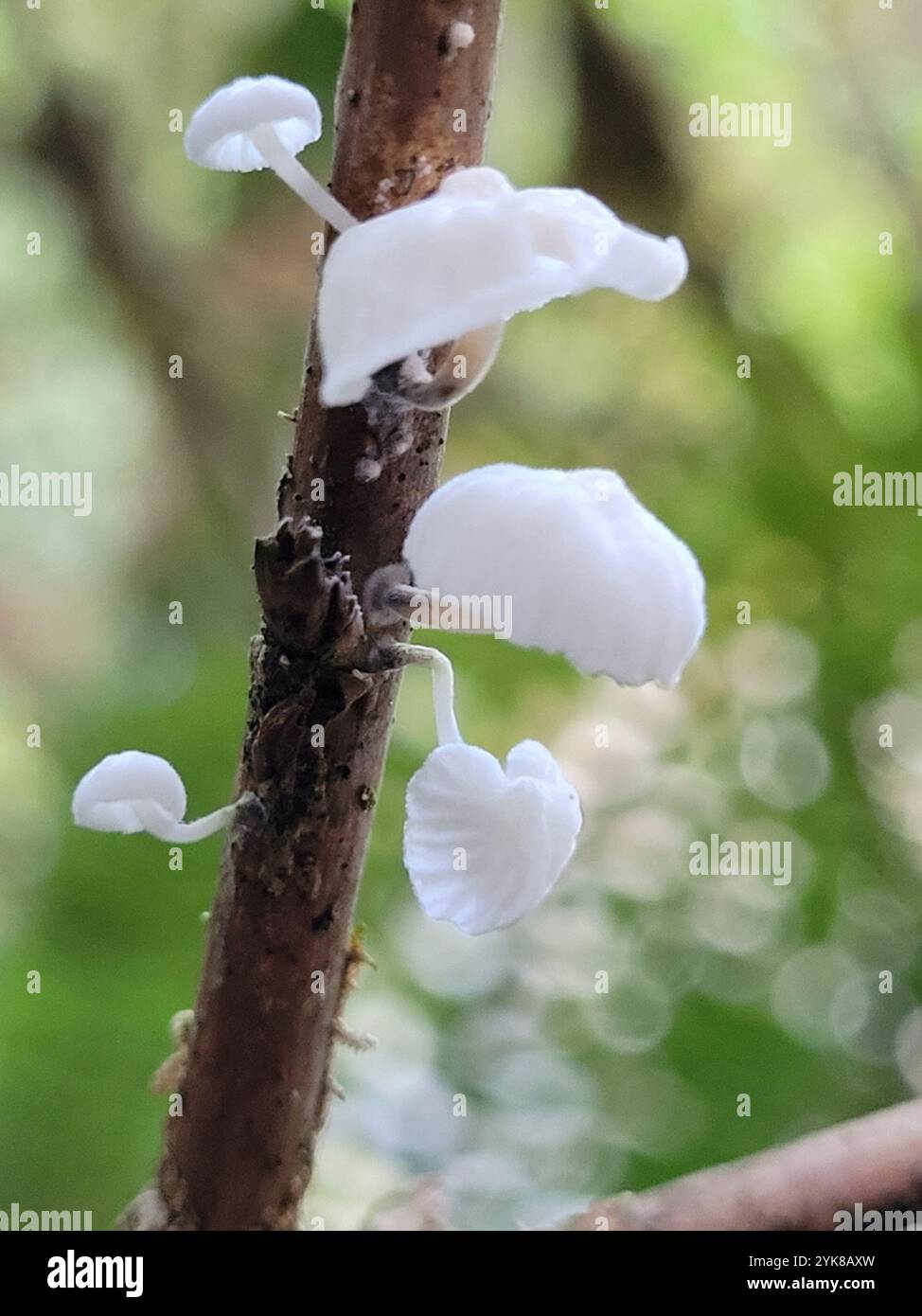 Fairy Parachutes (Marasmiellus candidus Stock Photo - Alamy