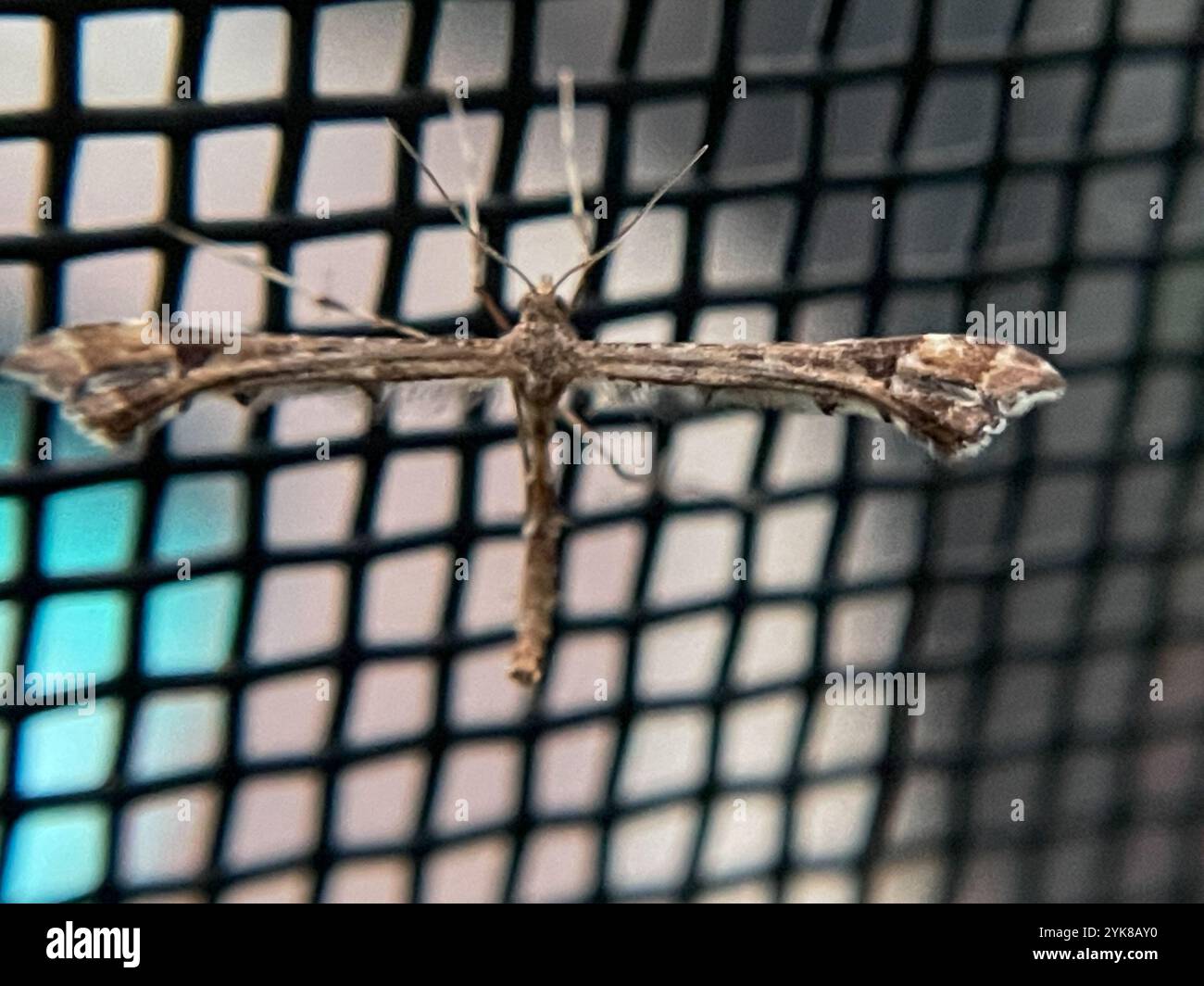 Plume Moths (Pterophoridae Stock Photo - Alamy