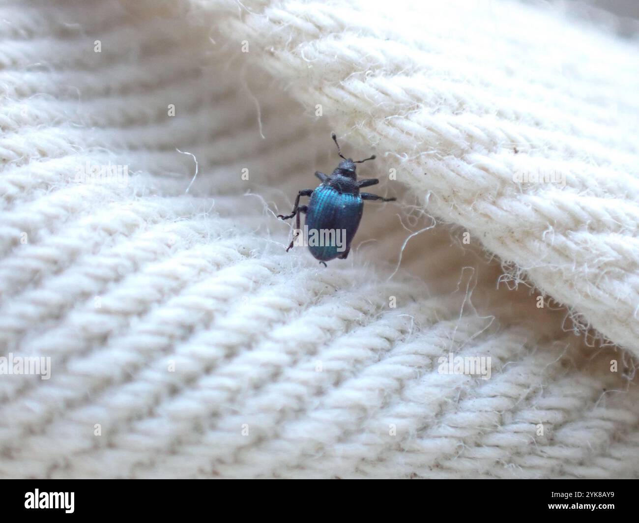 Ceutorhynchus erysimi hi-res stock photography and images - Alamy