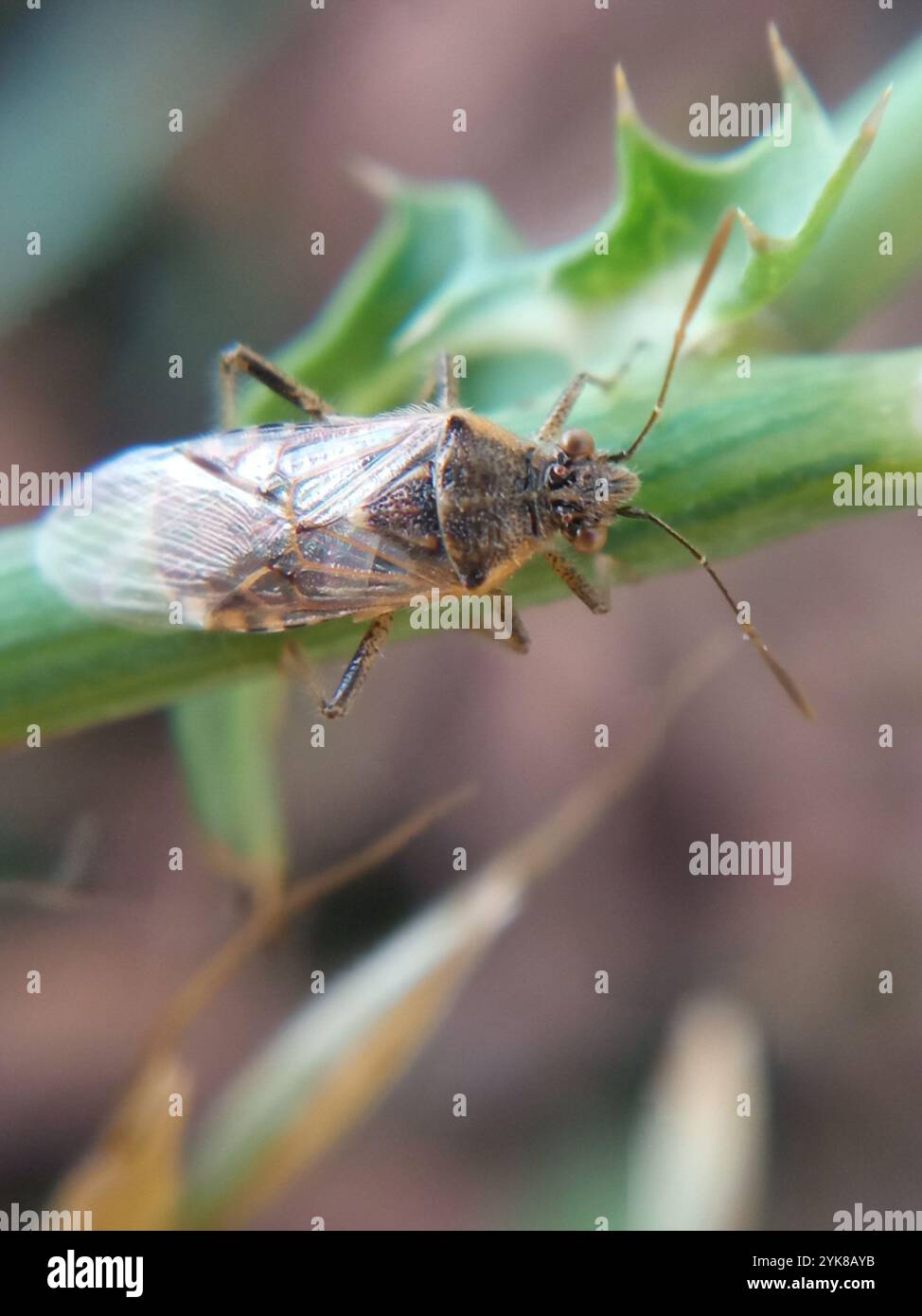Hyaline Grass Bug (Liorhyssus hyalinus Stock Photo - Alamy
