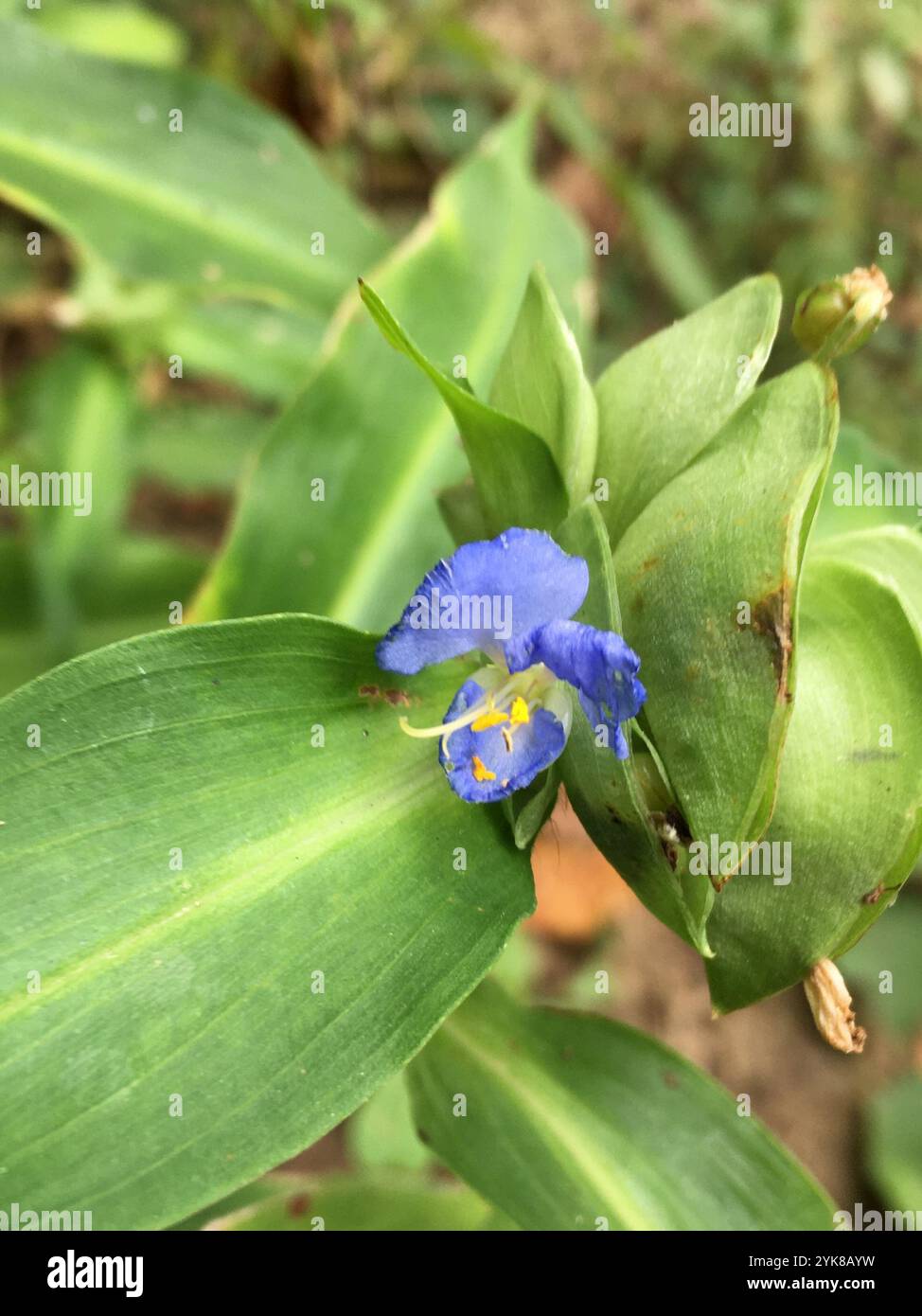 Virginia Dayflower (Commelina virginica Stock Photo - Alamy