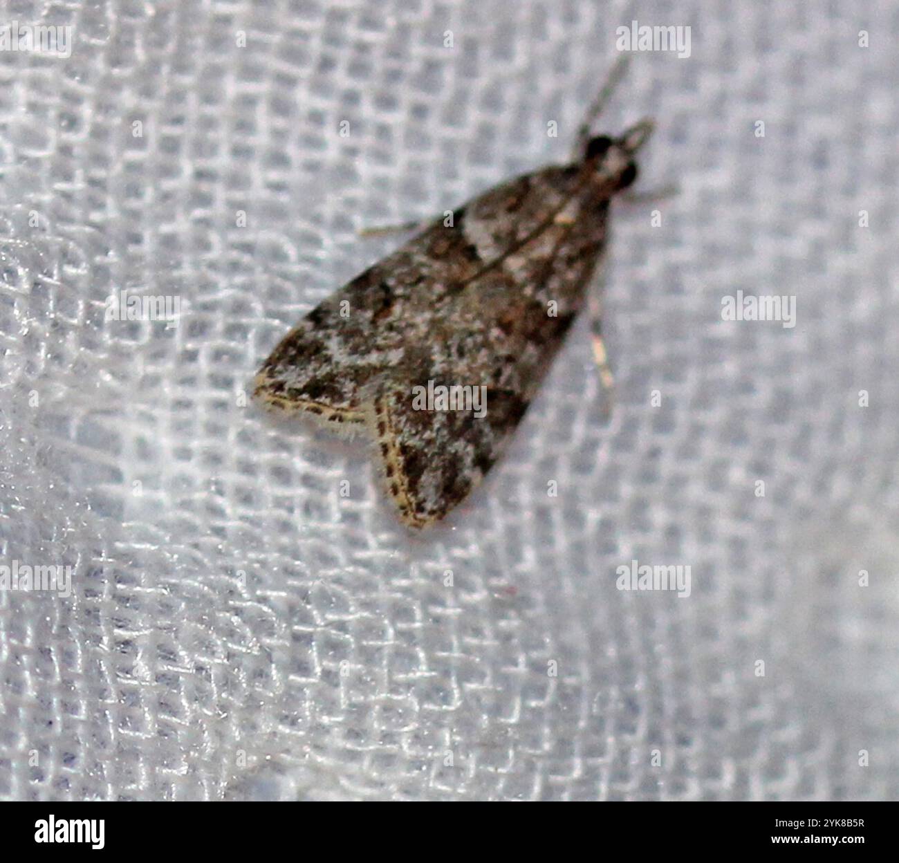 Double-striped Scoparia Moth (Scoparia biplagialis Stock Photo - Alamy