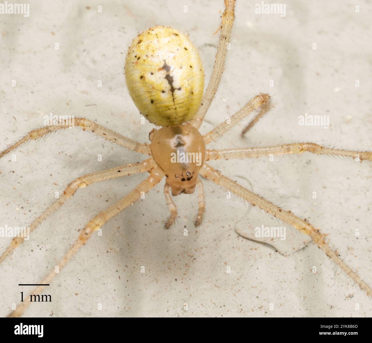 Comb-footed Spiders (Theridiidae Stock Photo - Alamy