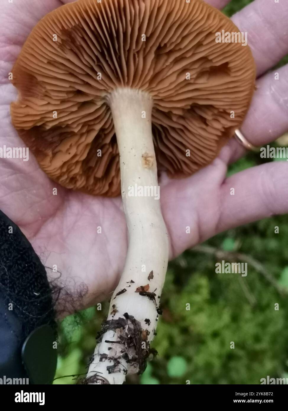 Webcaps hi-res stock photography and images - Alamy