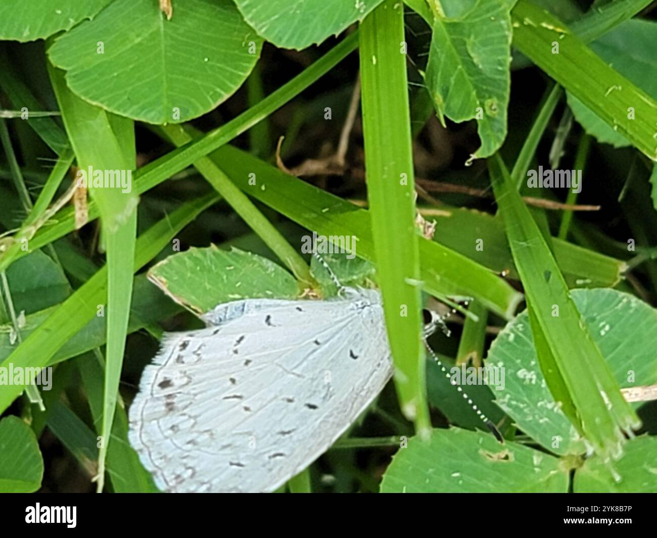 Summer Azure (Celastrina neglecta Stock Photo - Alamy