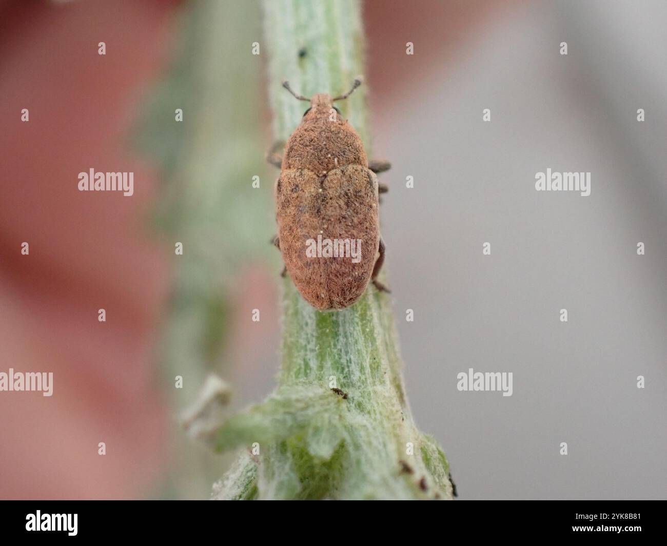 Lesser Knapweed Flower Weevil (Larinus minutus Stock Photo - Alamy