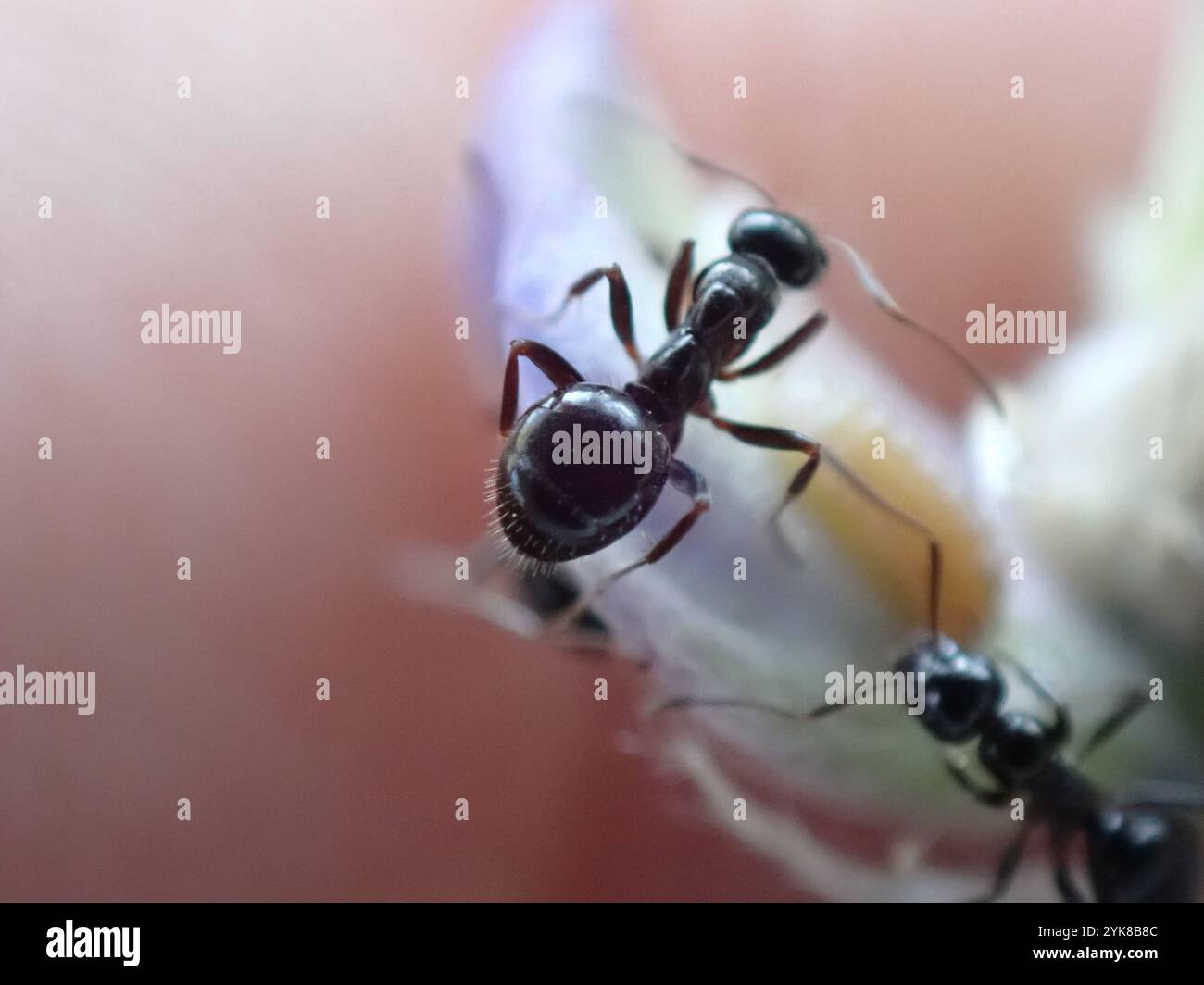 Neogagates-group Field Ants (Formica neogagates Stock Photo - Alamy