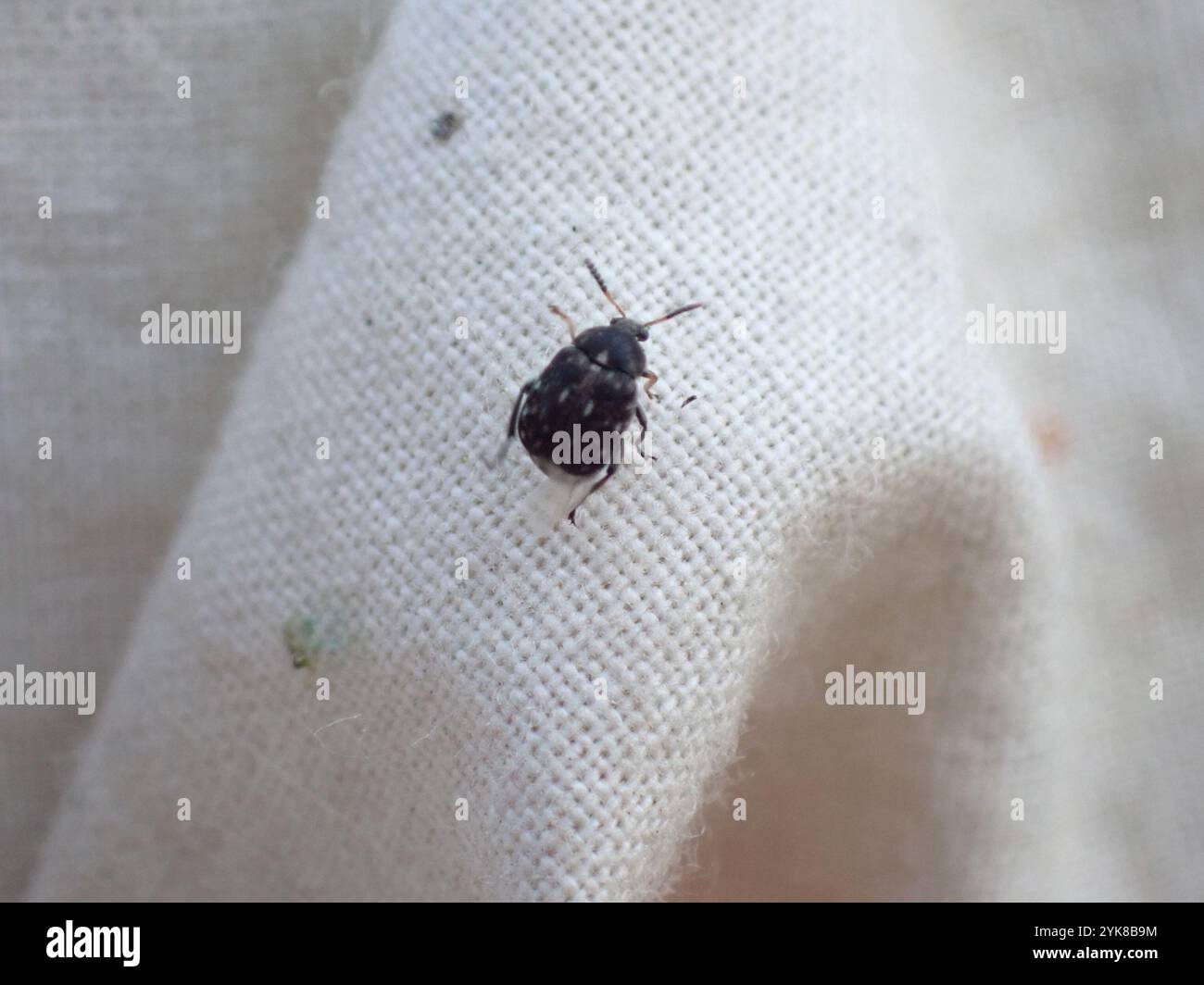 Bruchid hi-res stock photography and images - Alamy