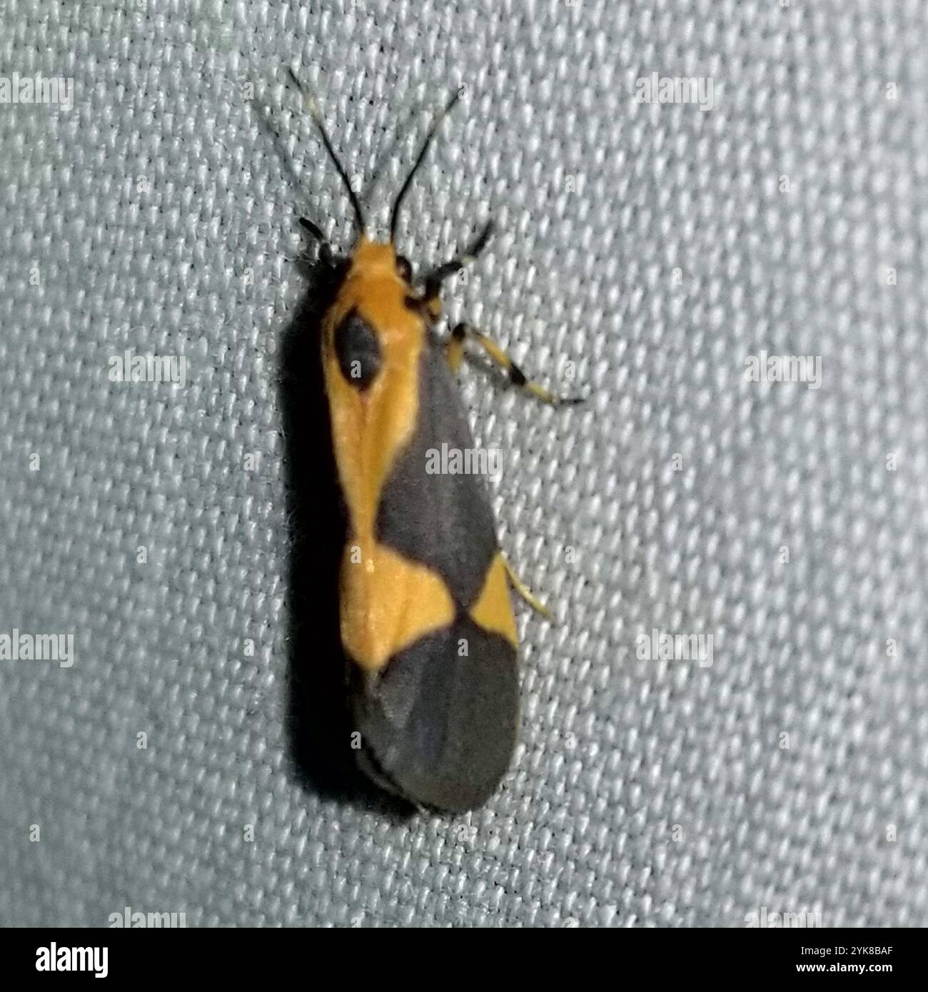 One banded lichen moth hi-res stock photography and images - Alamy