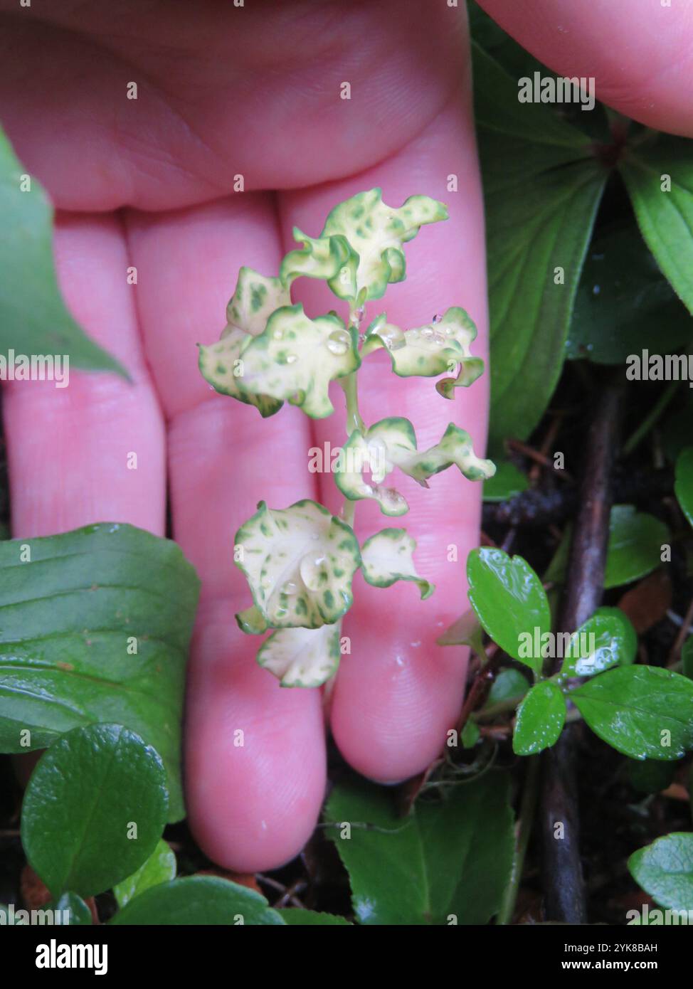 Northern Comandra (Geocaulon lividum Stock Photo - Alamy